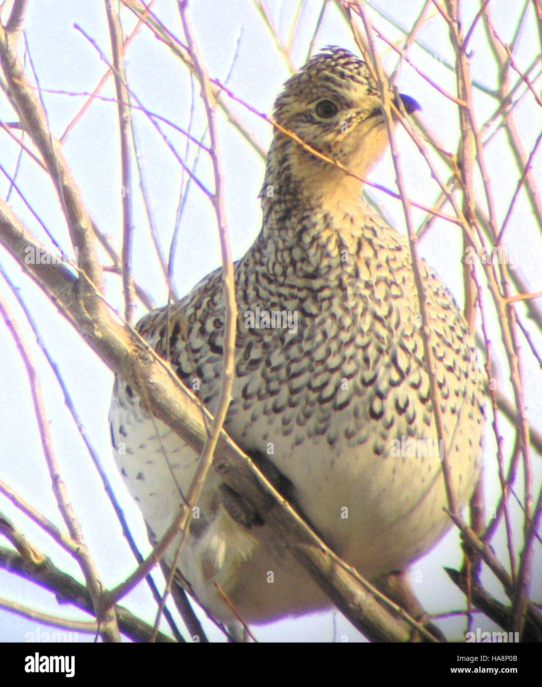 Sharp-tailed Grouse are observed in a tree at Lacreek National Wildlife ...