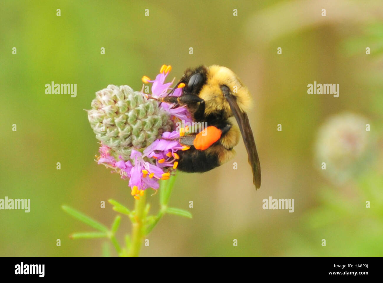 A female brown-belted bumblebee (Bombus griseocollis) pollinates purple ...