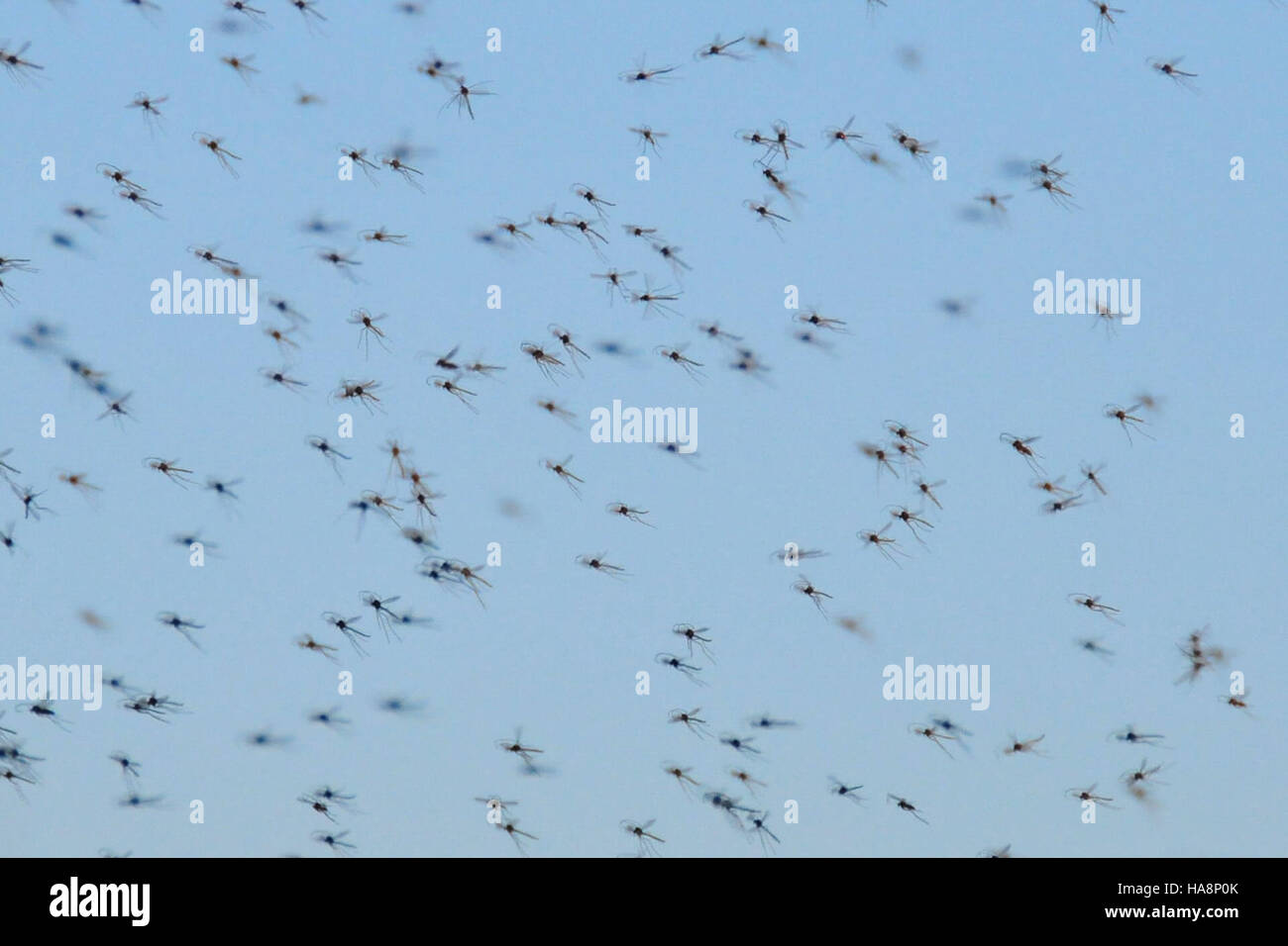 Swarm of midges hi-res stock photography and images - Alamy