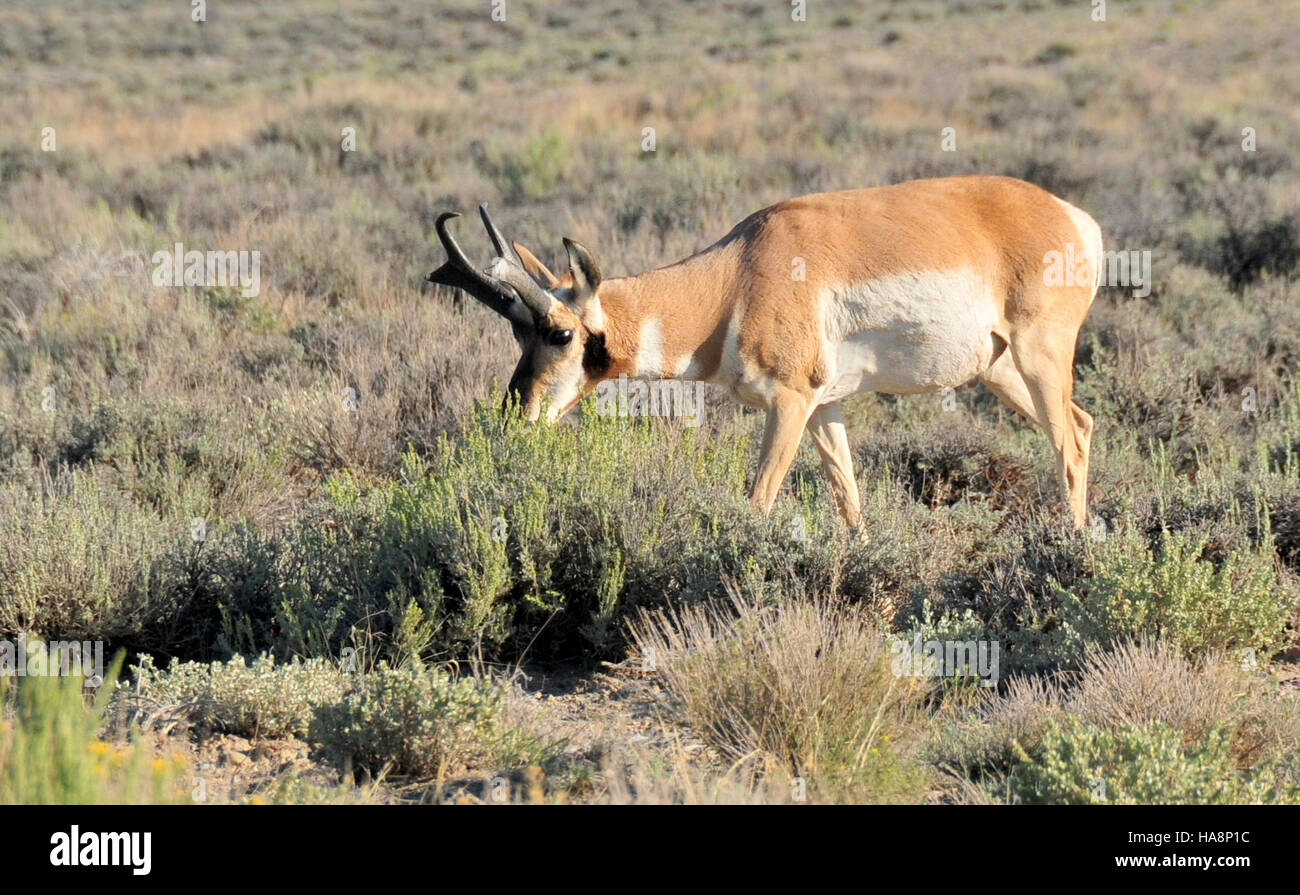 A pronghorn buck is captured in the Seedskadee National Wildlife Refuge ...