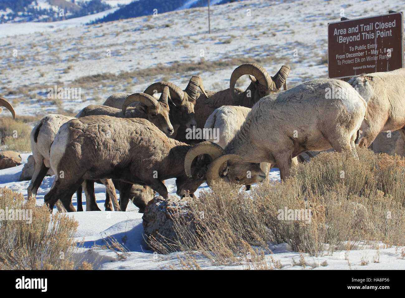 The image shows wildlife in a National Park engaging in natural ...