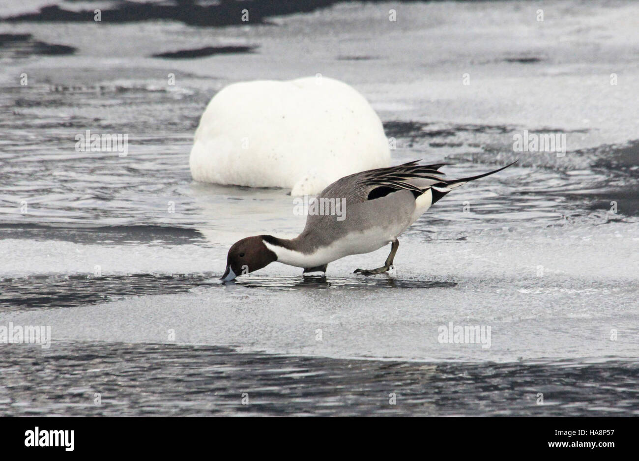 A depiction of a bird dipping its beak in a national park setting ...