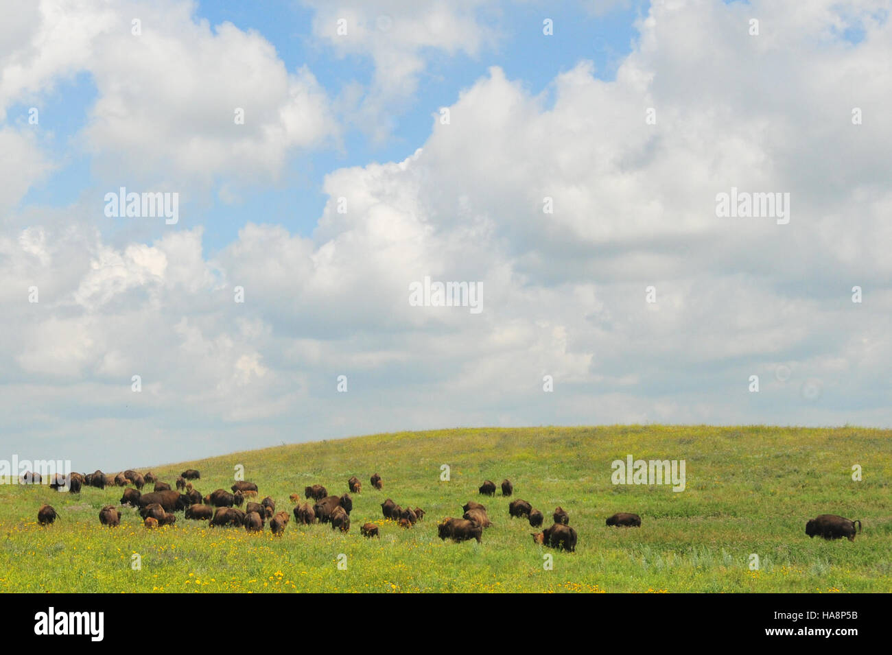 A photo of bison grazing on Ordway Prairie, part of the Sand Lake ...