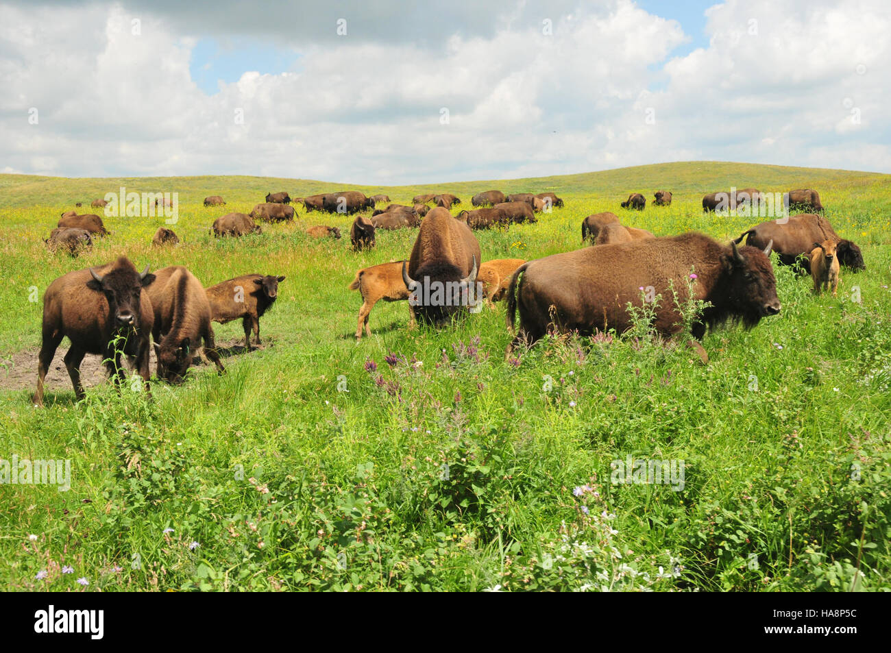 Ordway prairie hi-res stock photography and images - Alamy
