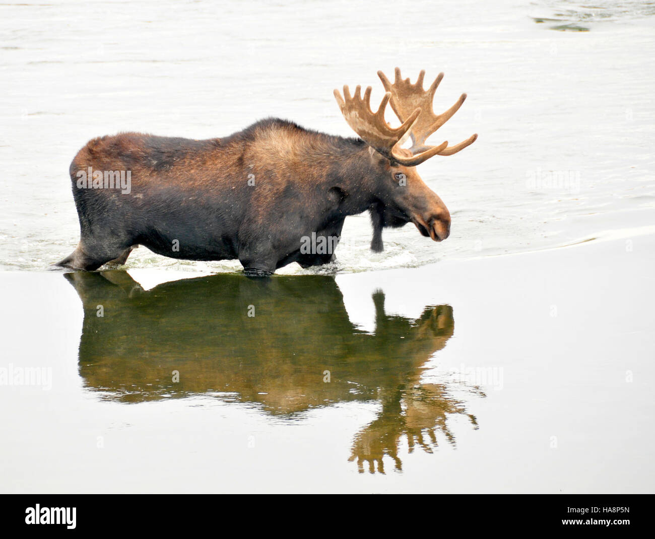 Moose crossing river hi-res stock photography and images - Alamy