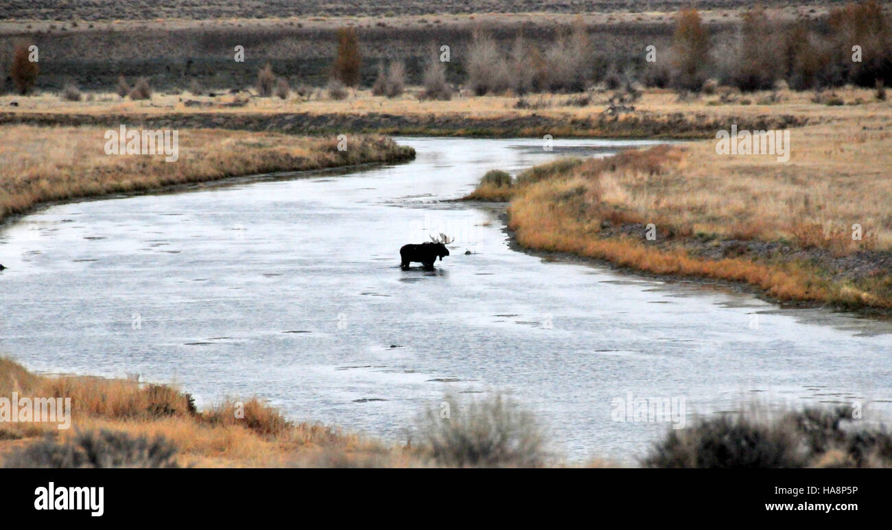 A bull moose is seen crossing a side channel of the Green River at ...