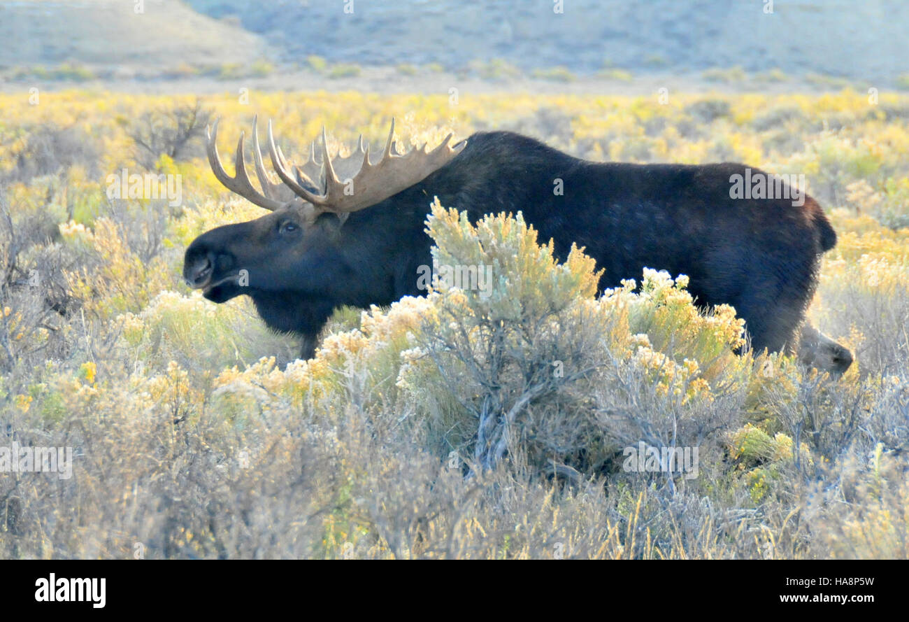 A bull moose is photographed during the rut season at Seedskadee ...