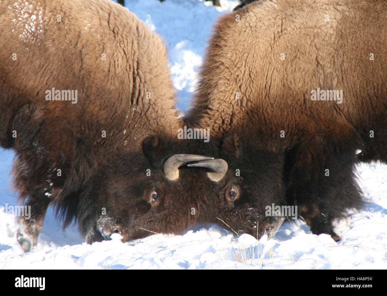 An educational image addressing challenging wildlife behaviors observed ...