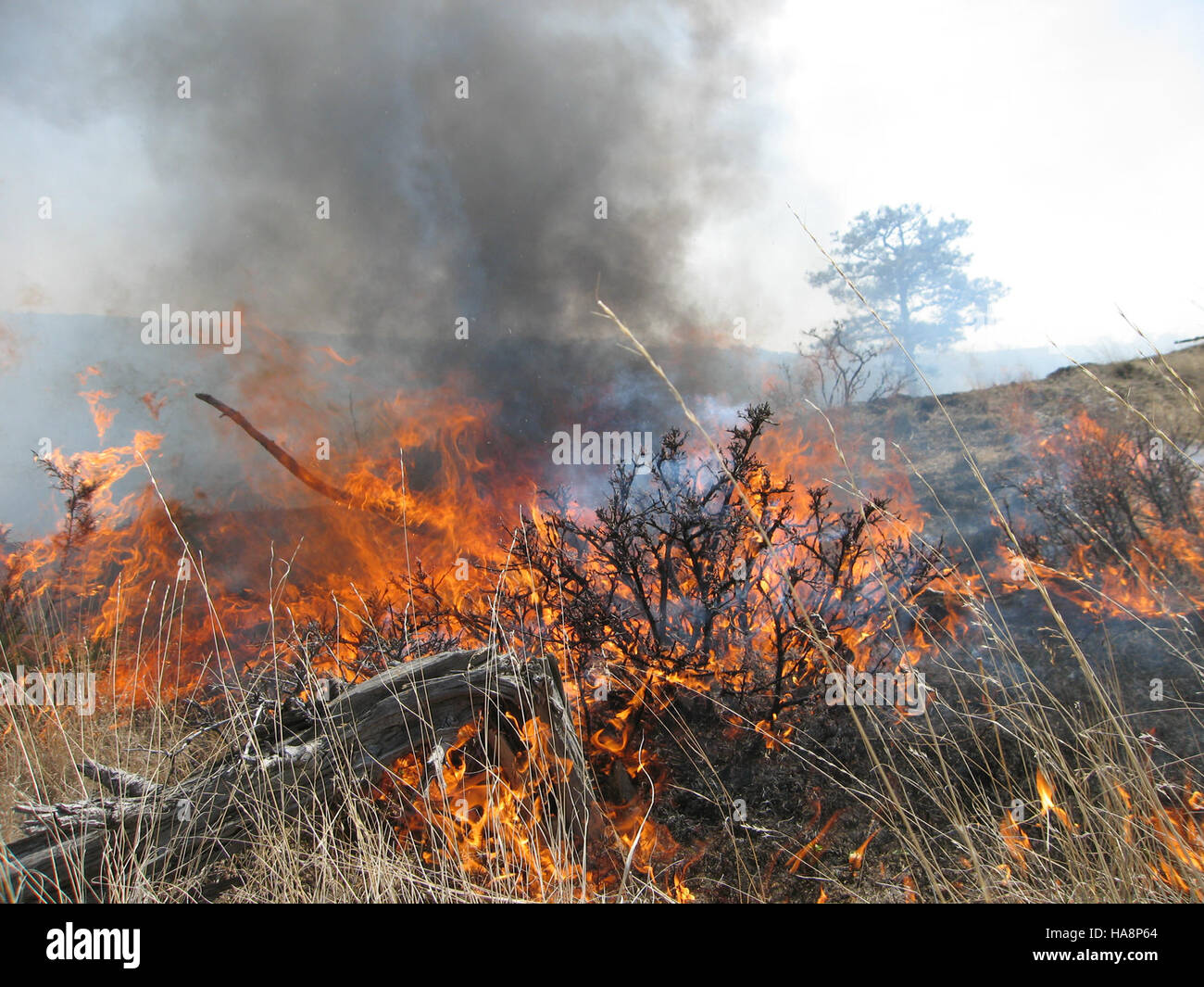 Fire is used as a management tool in national parks, helping to ...
