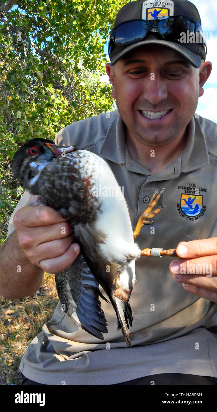 This image shows a Wood Duck being recaptured for research in a ...