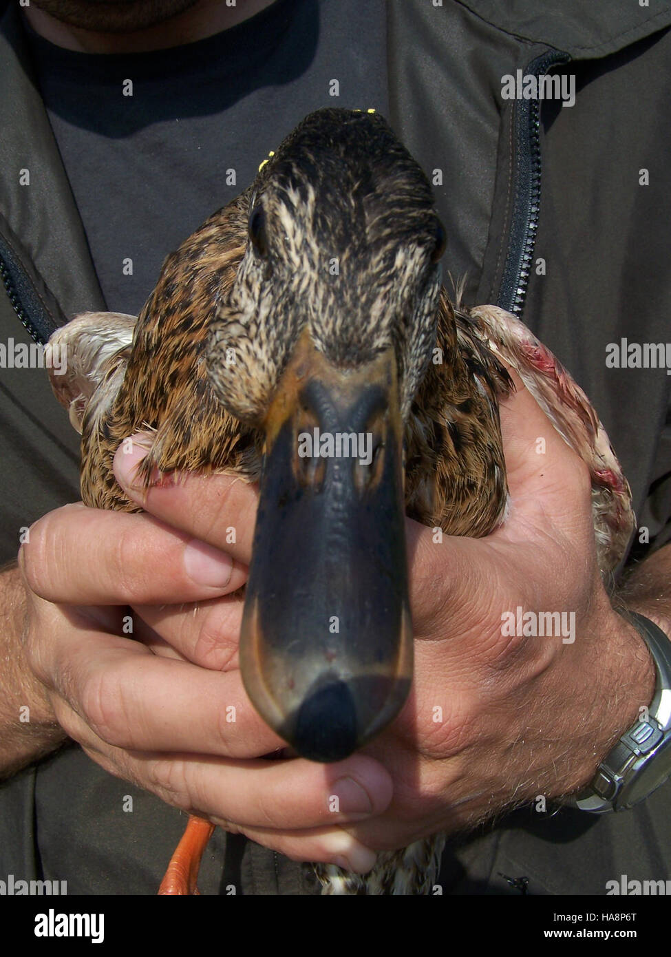 A female Mallard duck is banded for research at a national park, part ...