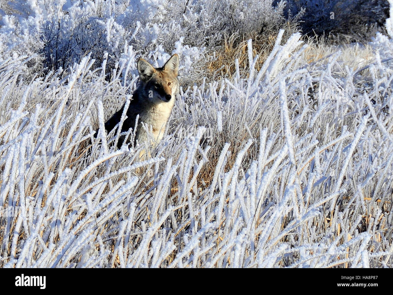 A coyote covered in hoar frost is captured on the Seedskadee National ...