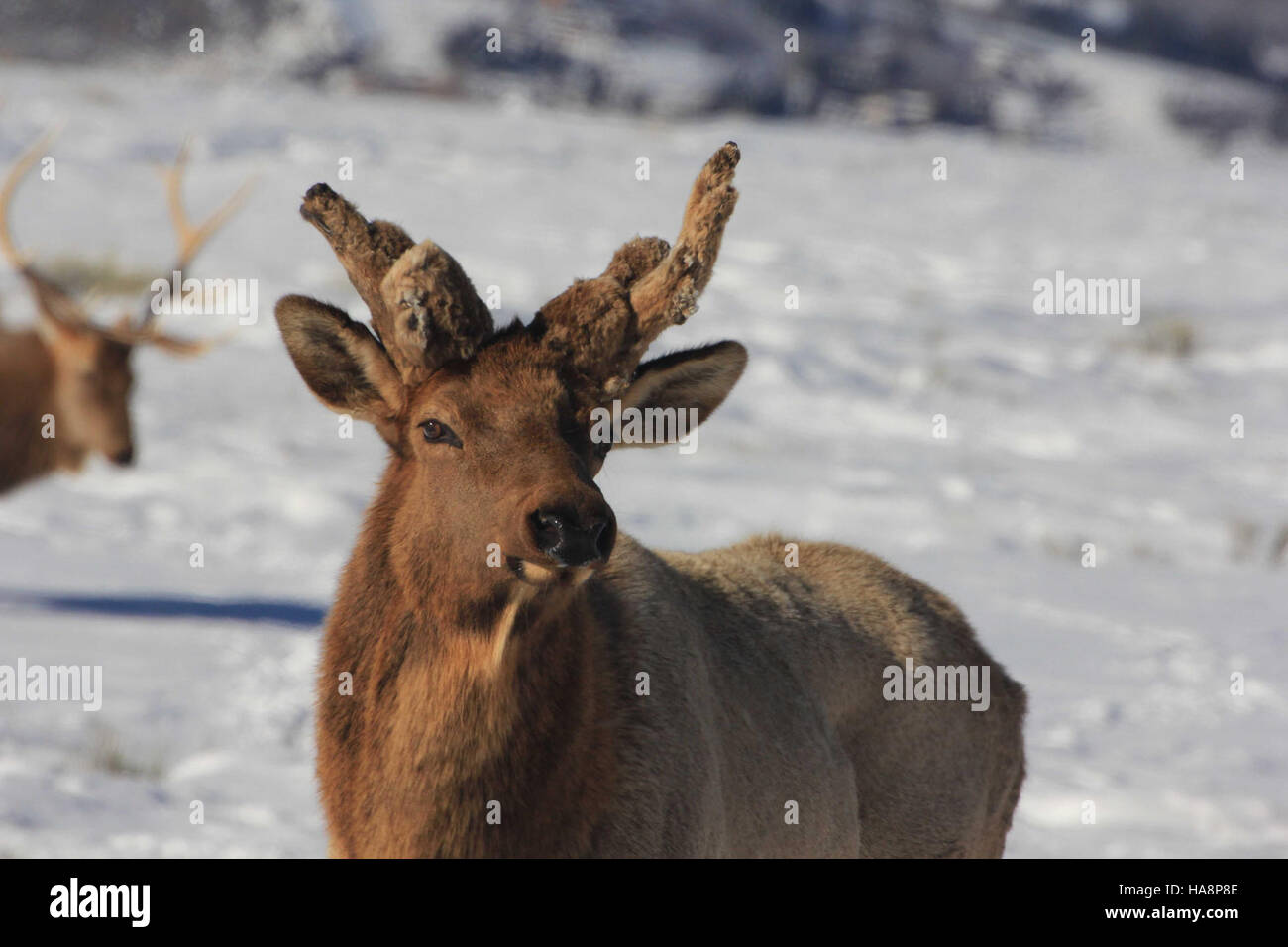 A rare sighting in March at a national park, showcasing the dynamic and ...