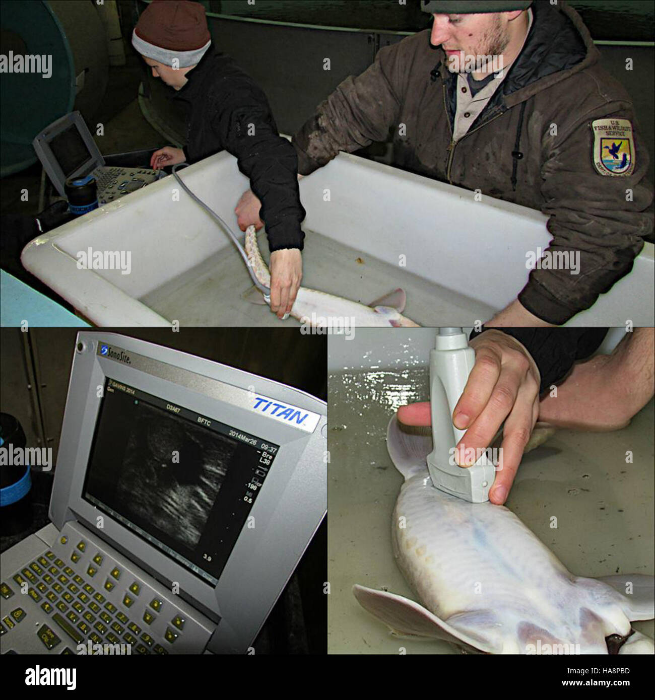 Ultrasound technology used in wildlife monitoring at national parks ...