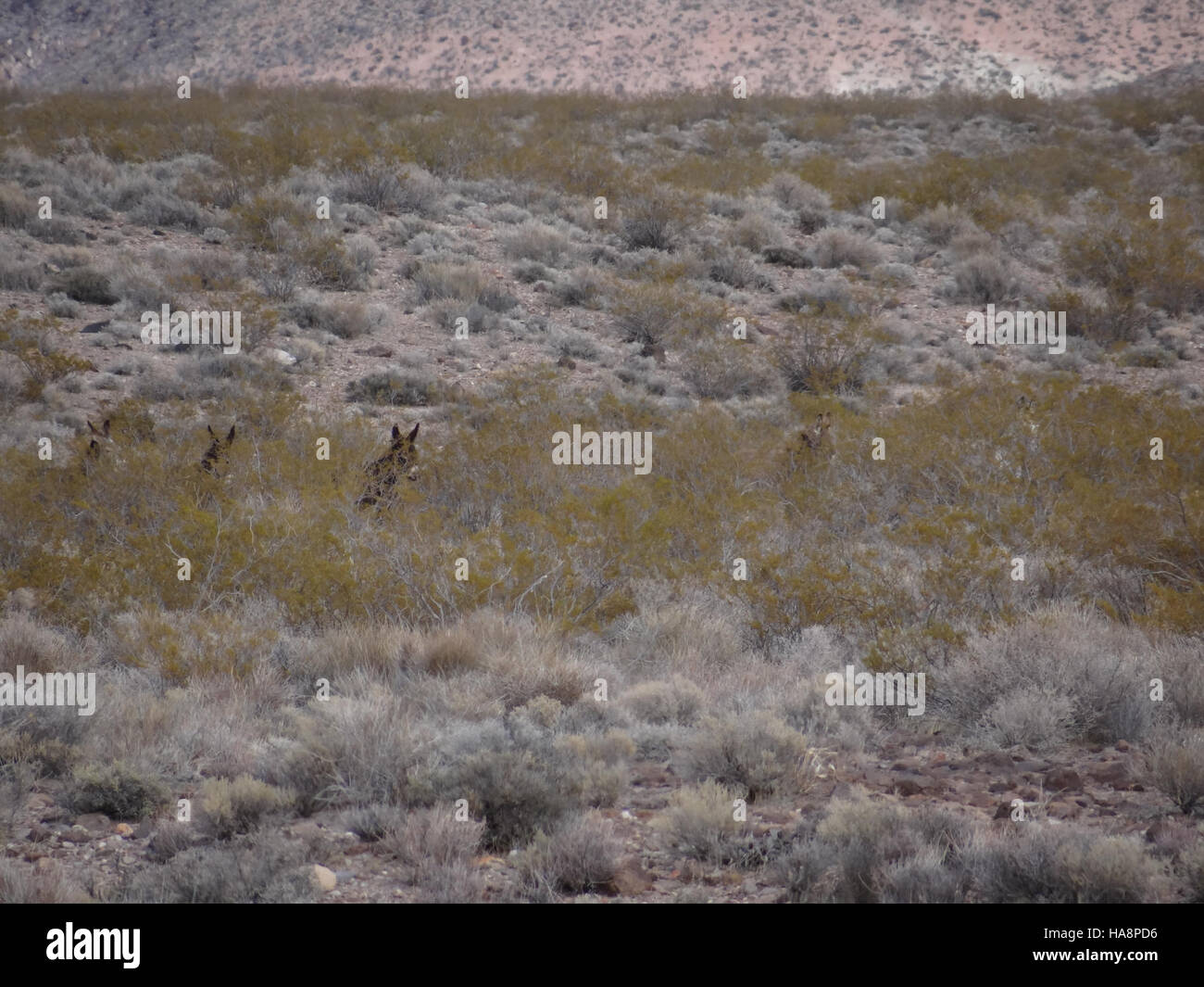 This photograph captures the Nevada Bureau of Land Management’s ...