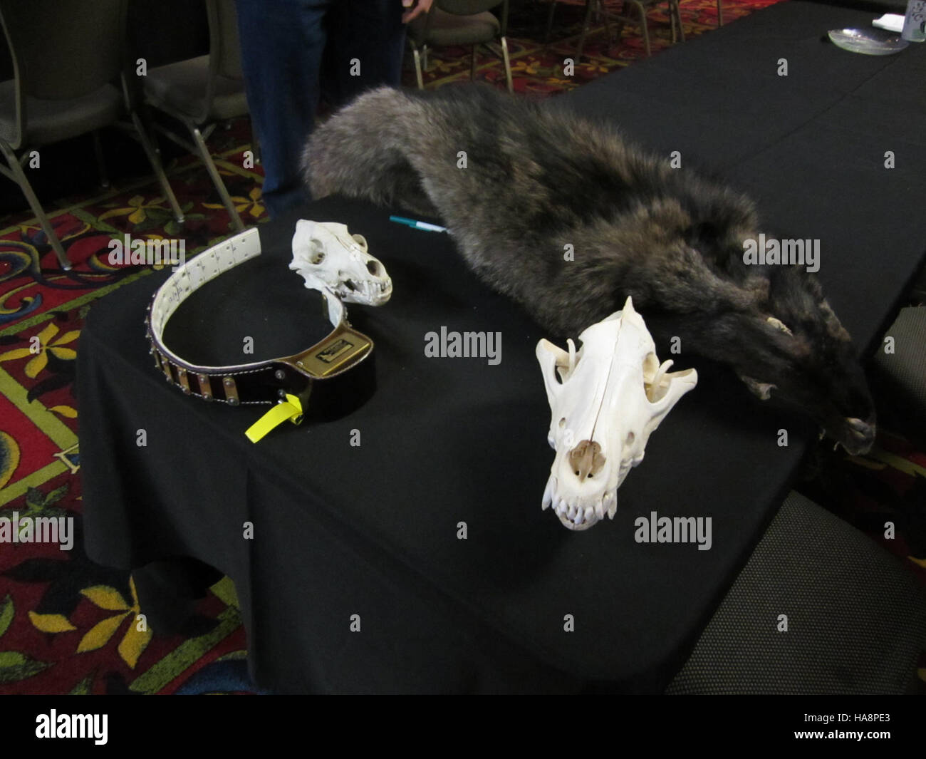 This image shows a wolf skull and pelt with a radio collar, used in ...