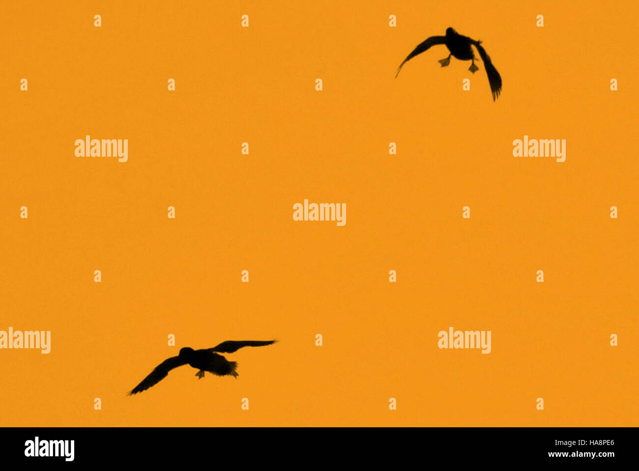 Mallards, a species of duck, are captured descending to a prairie ...