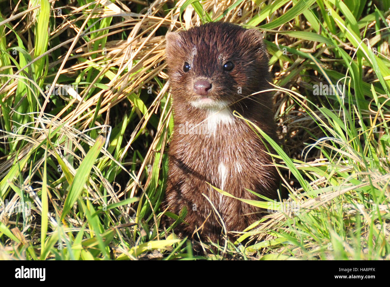 This photograph shows a mink at the Lacreek National Wildlife Refuge in ...