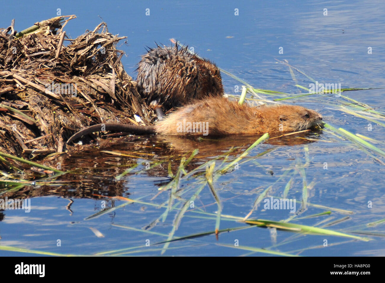 A muskrat pair feeds in the serene environment of the Lacreek National ...