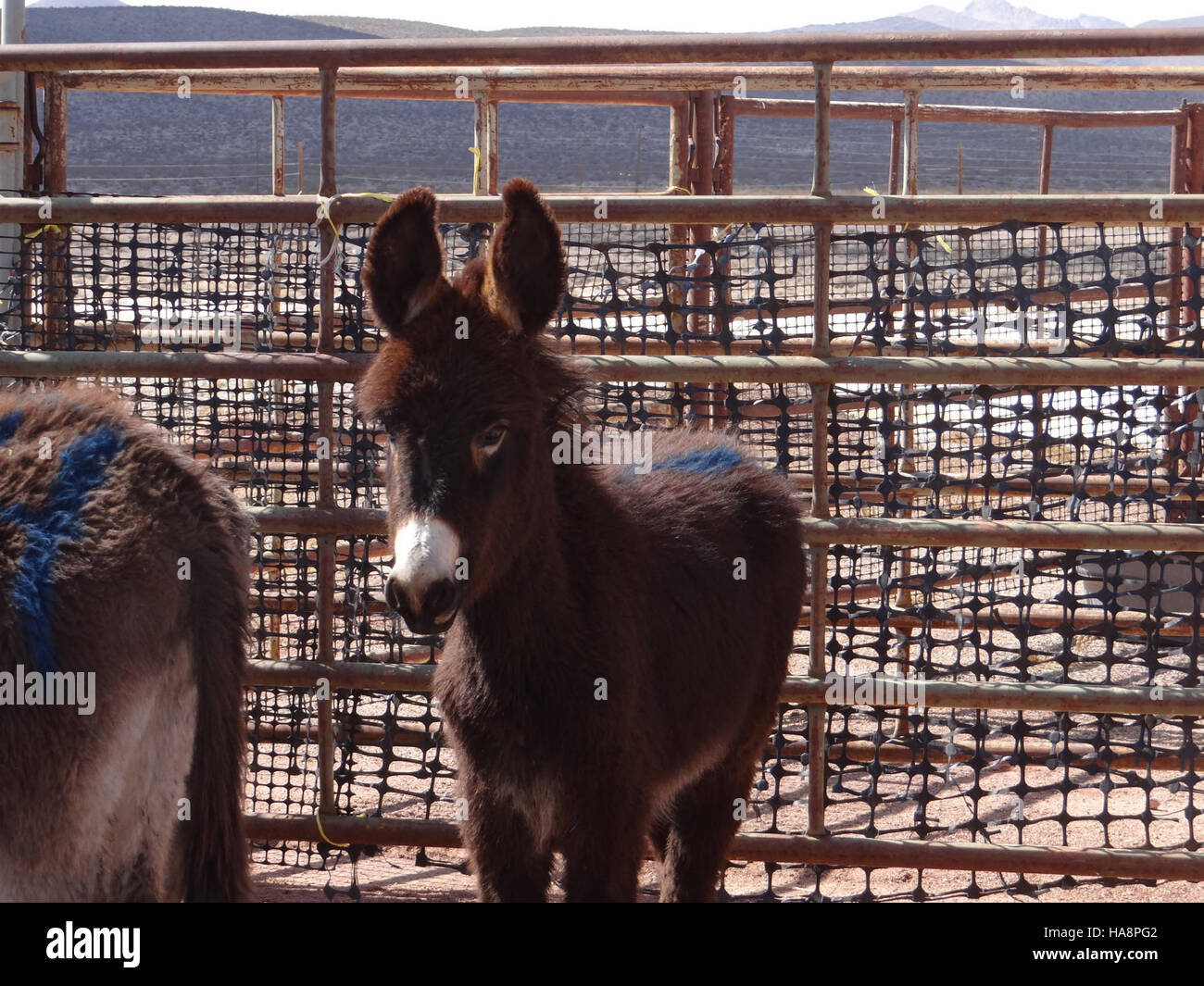 Yearlings hi-res stock photography and images - Alamy