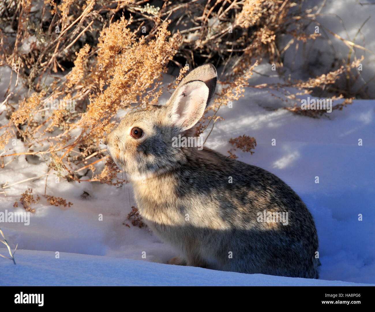 The Pygmy Rabbit (Sylvilagus idahoensis) is captured in this image on ...