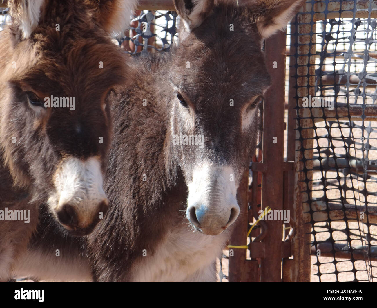 Yearlings hi-res stock photography and images - Alamy