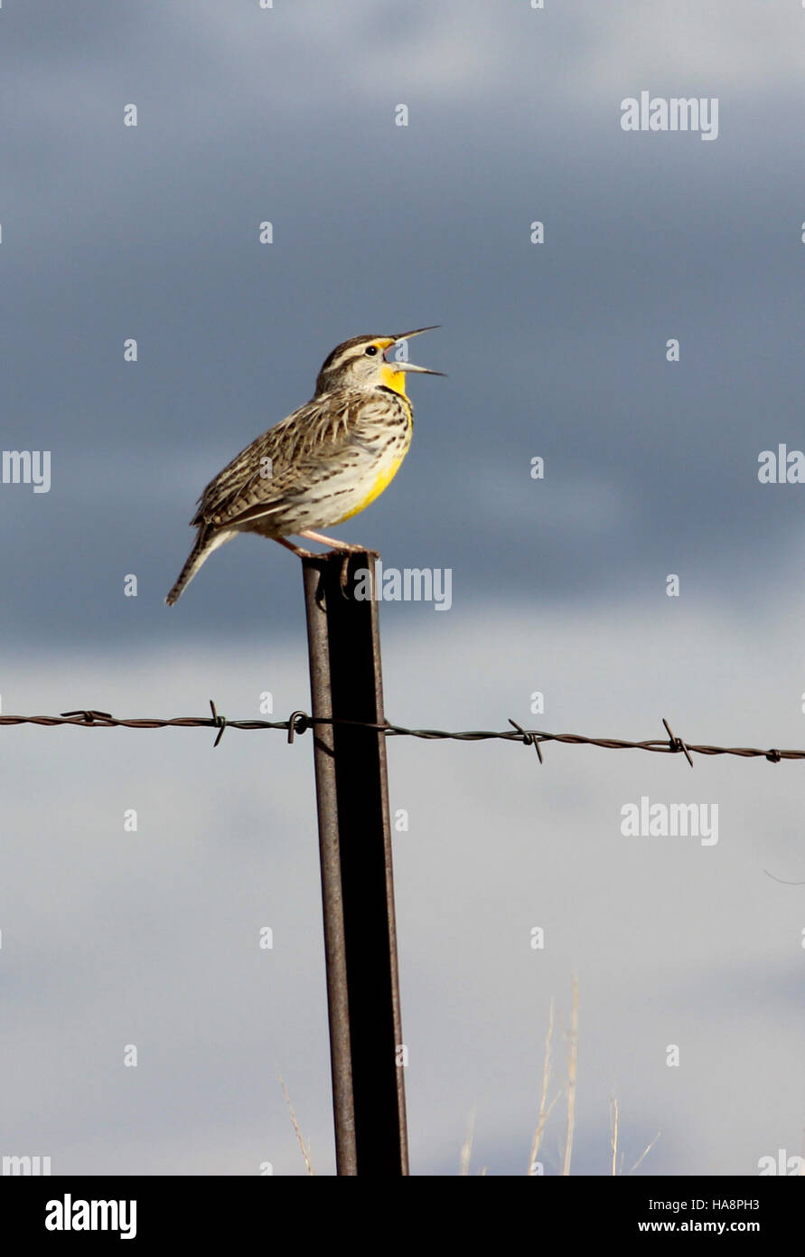 The Western Meadowlark, a species native to North America, is known for ...