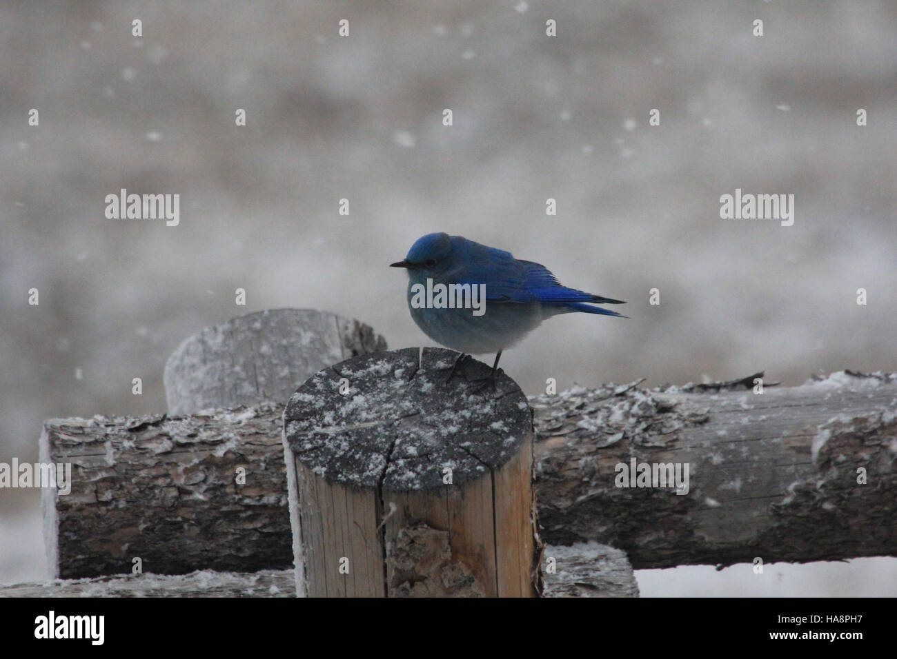 This photograph captures the harbingers of spring in the Mountain ...