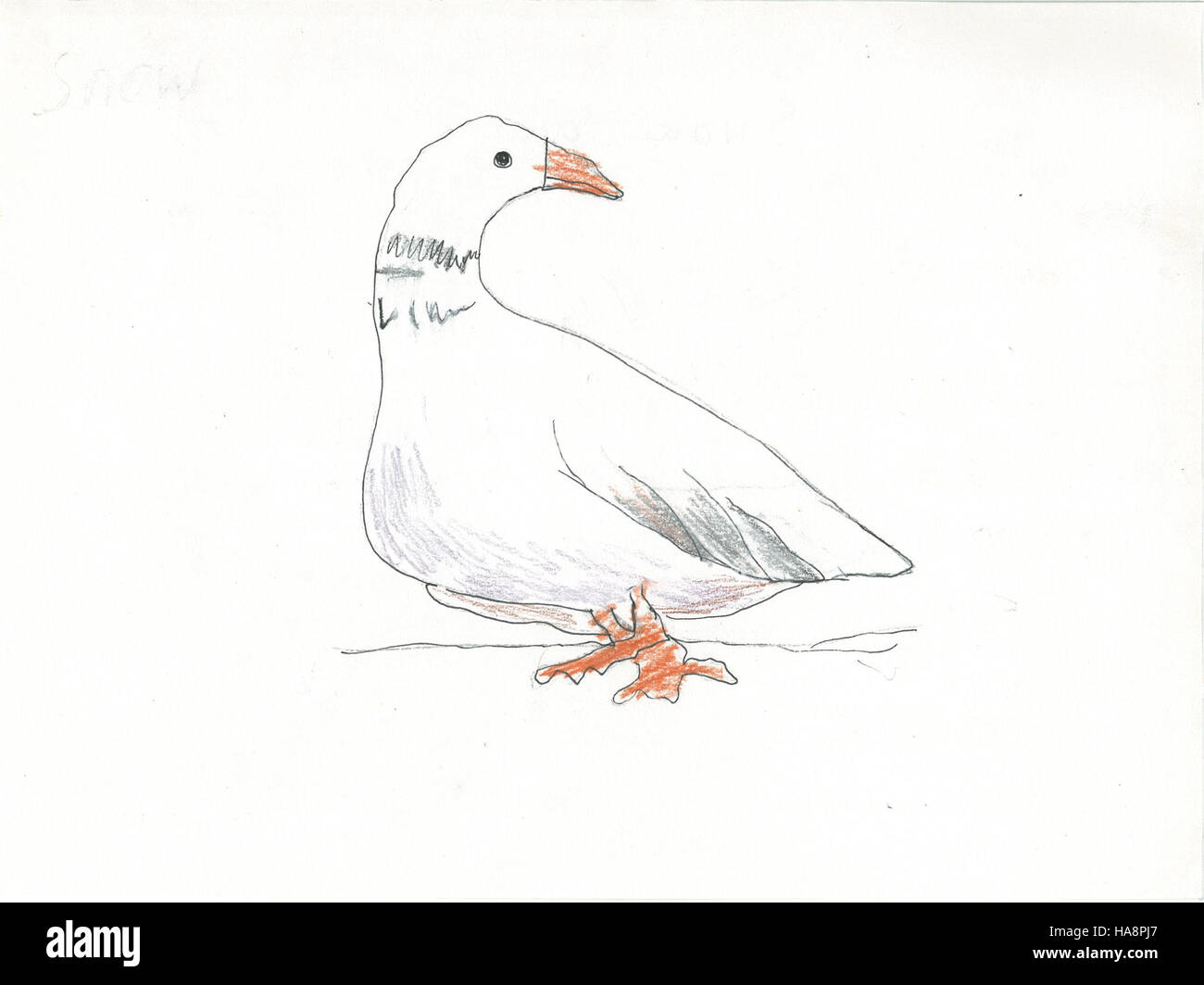 Kevin Ovalle, aged 8, poses with a Snow Goose in St. Thomas, North ...