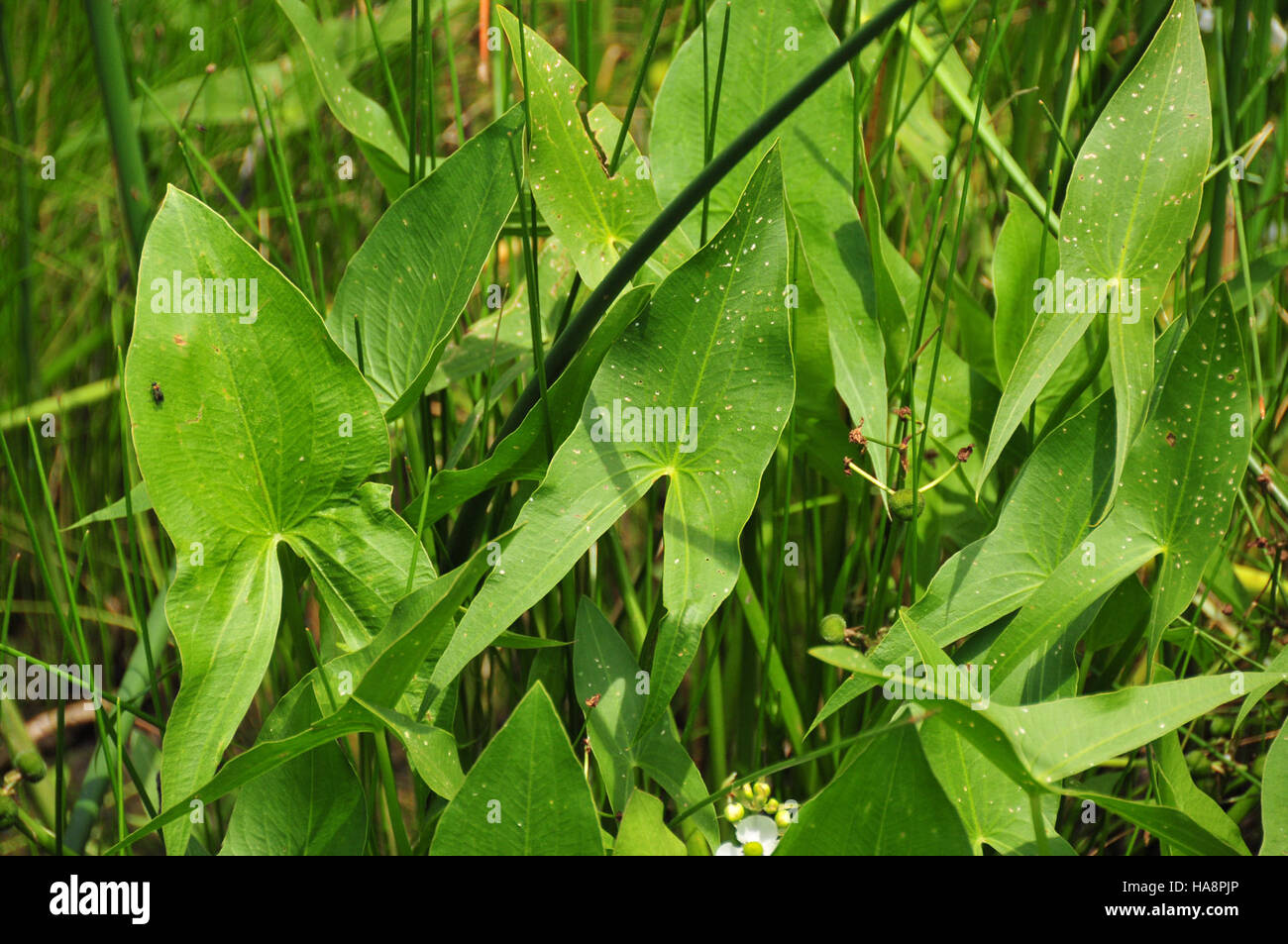 A detailed photograph of the Arrowhead plant (Sagittaria latifolia ...