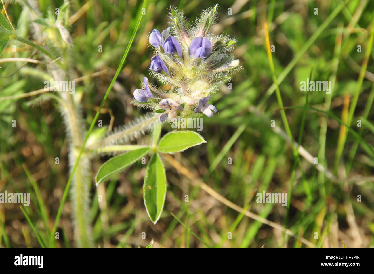 The Prairie Turnip (*Psoralea esculenta*), a native plant of the North ...