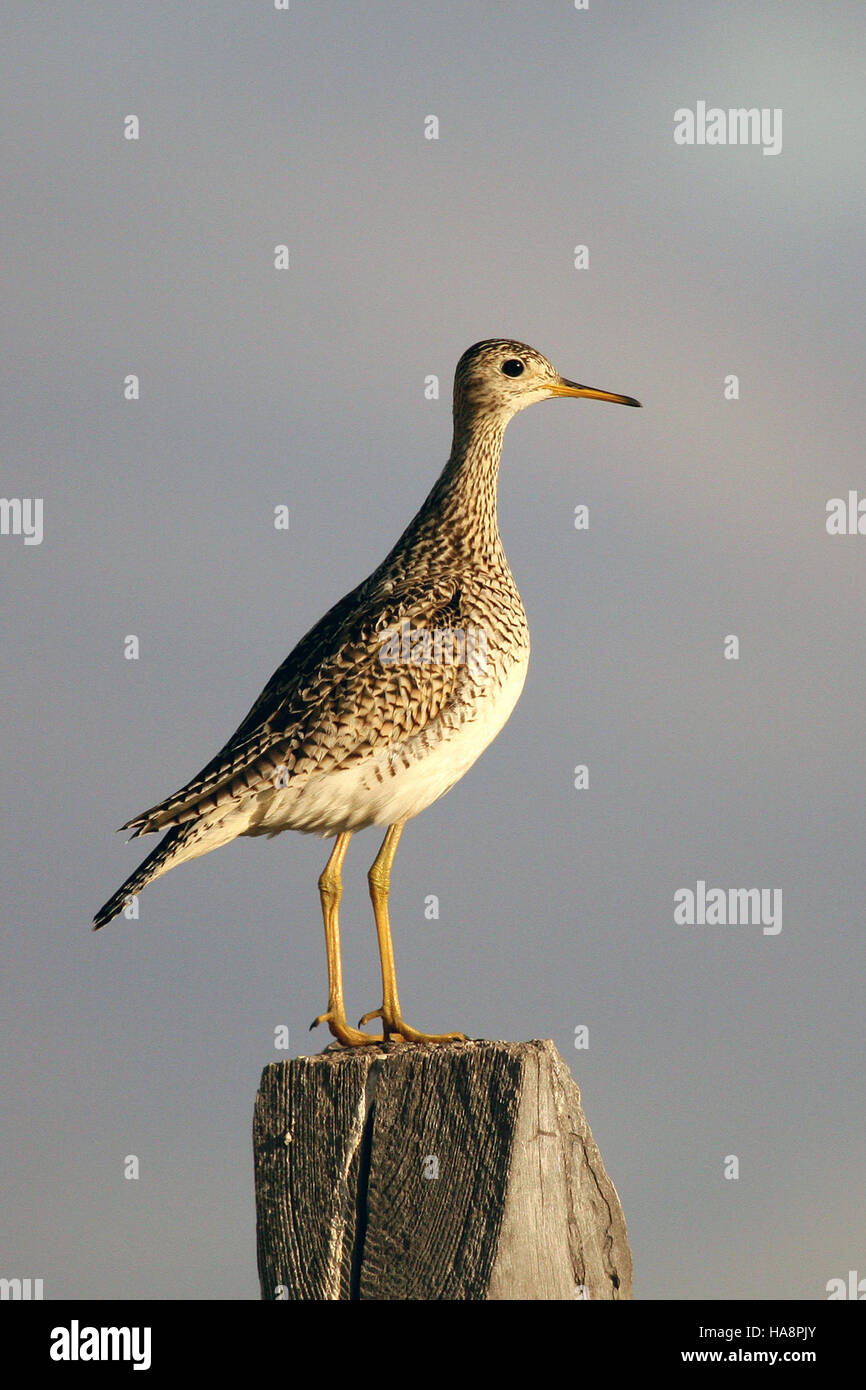 The Upland Sandpiper is a migratory bird species often found in ...