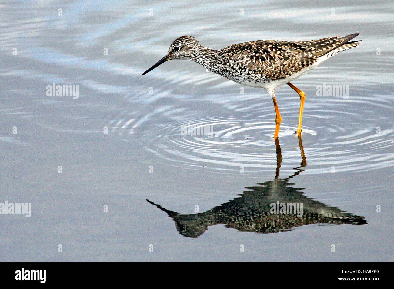 Long yellow legs hi-res stock photography and images - Alamy