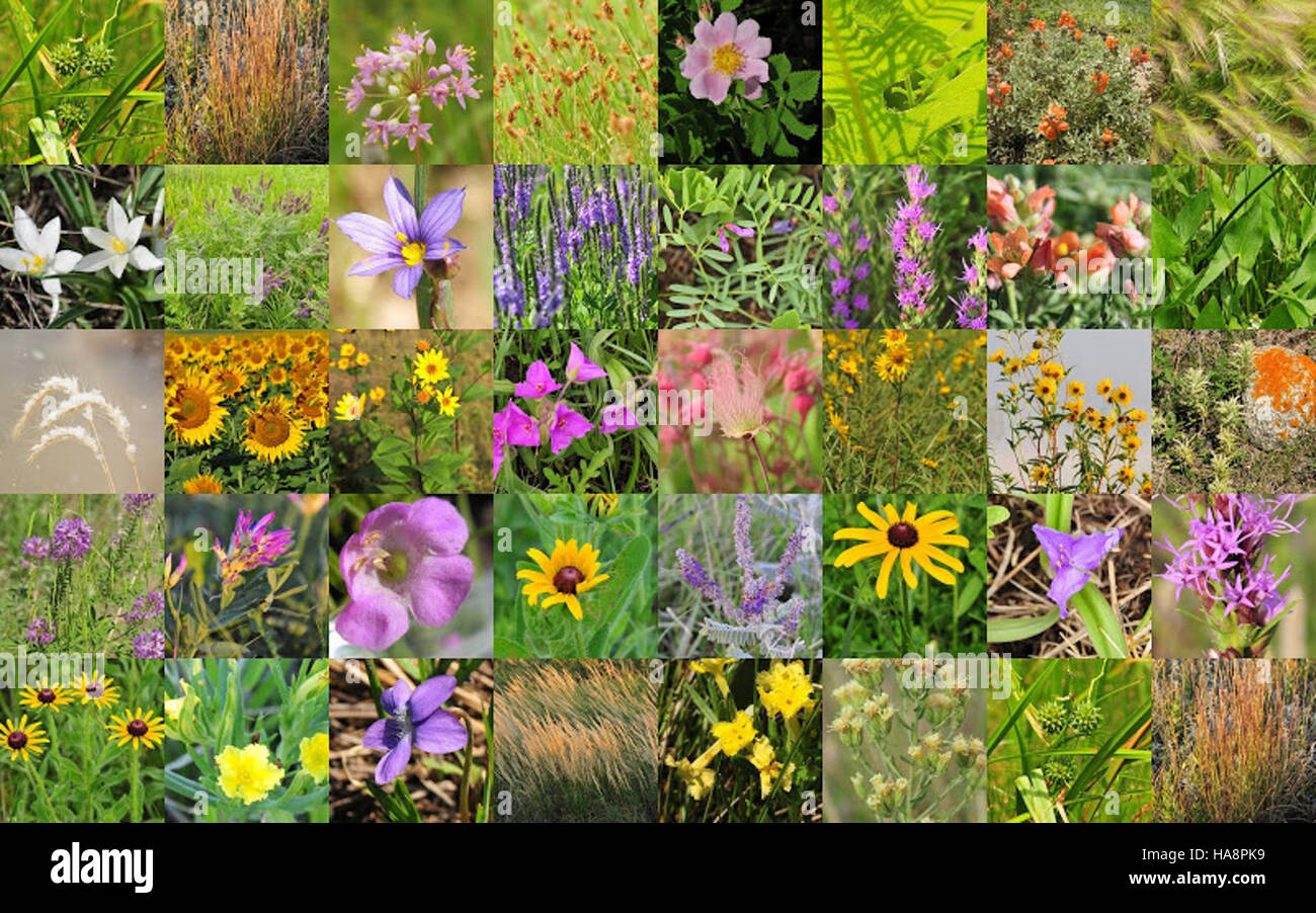 The 'Prairie Quilt' is a traditional handcrafted textile, illustrating ...