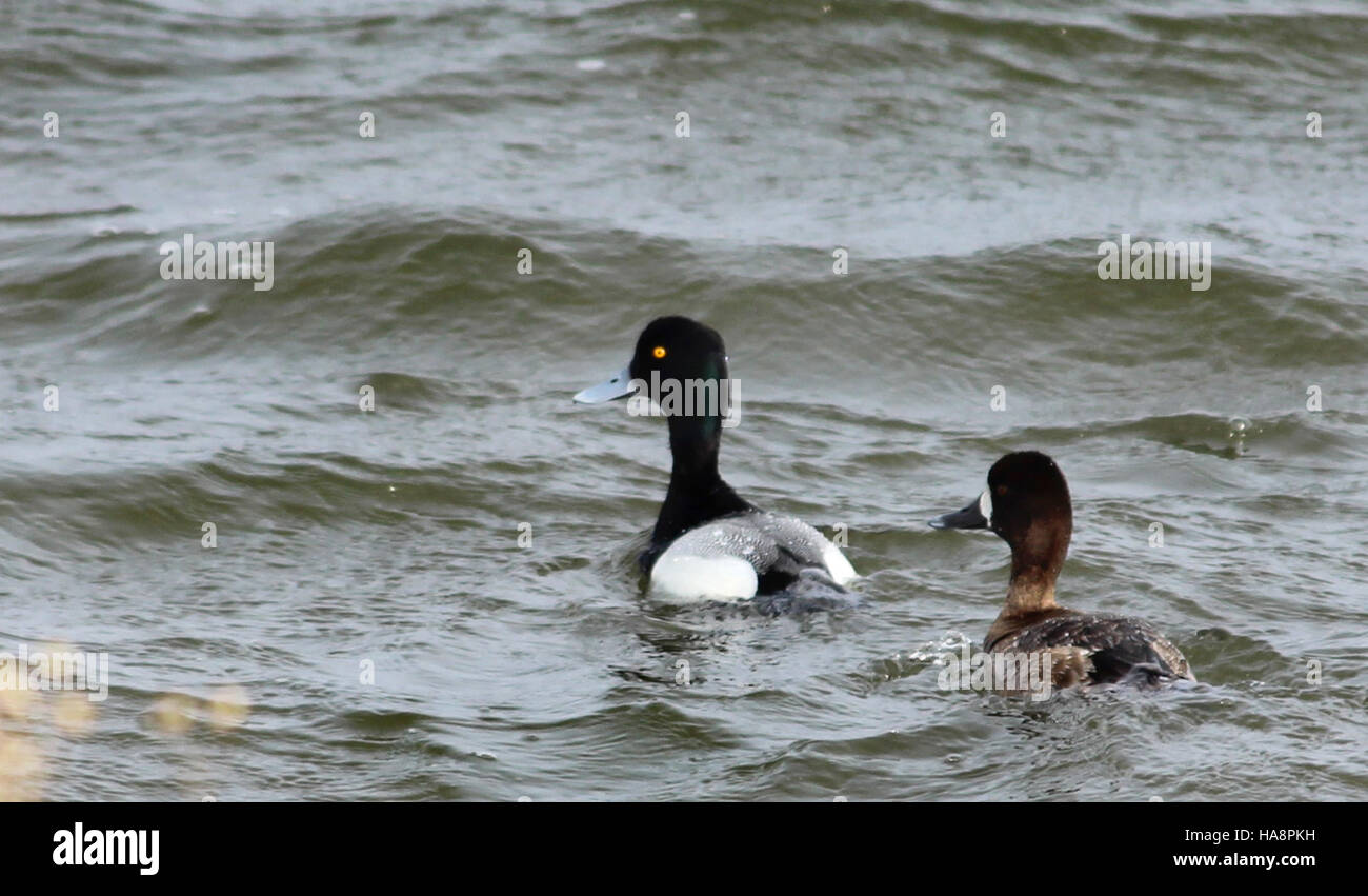 The *Lesser Scaup*, a species of diving duck, is depicted in its ...