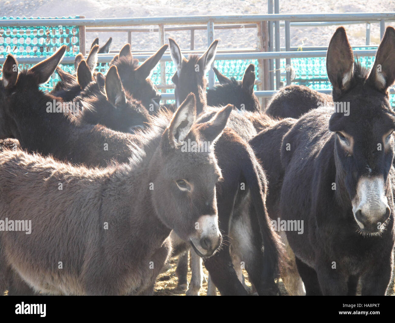 The Bureau of Land Management (BLM) in Nevada gathers wild burros from ...