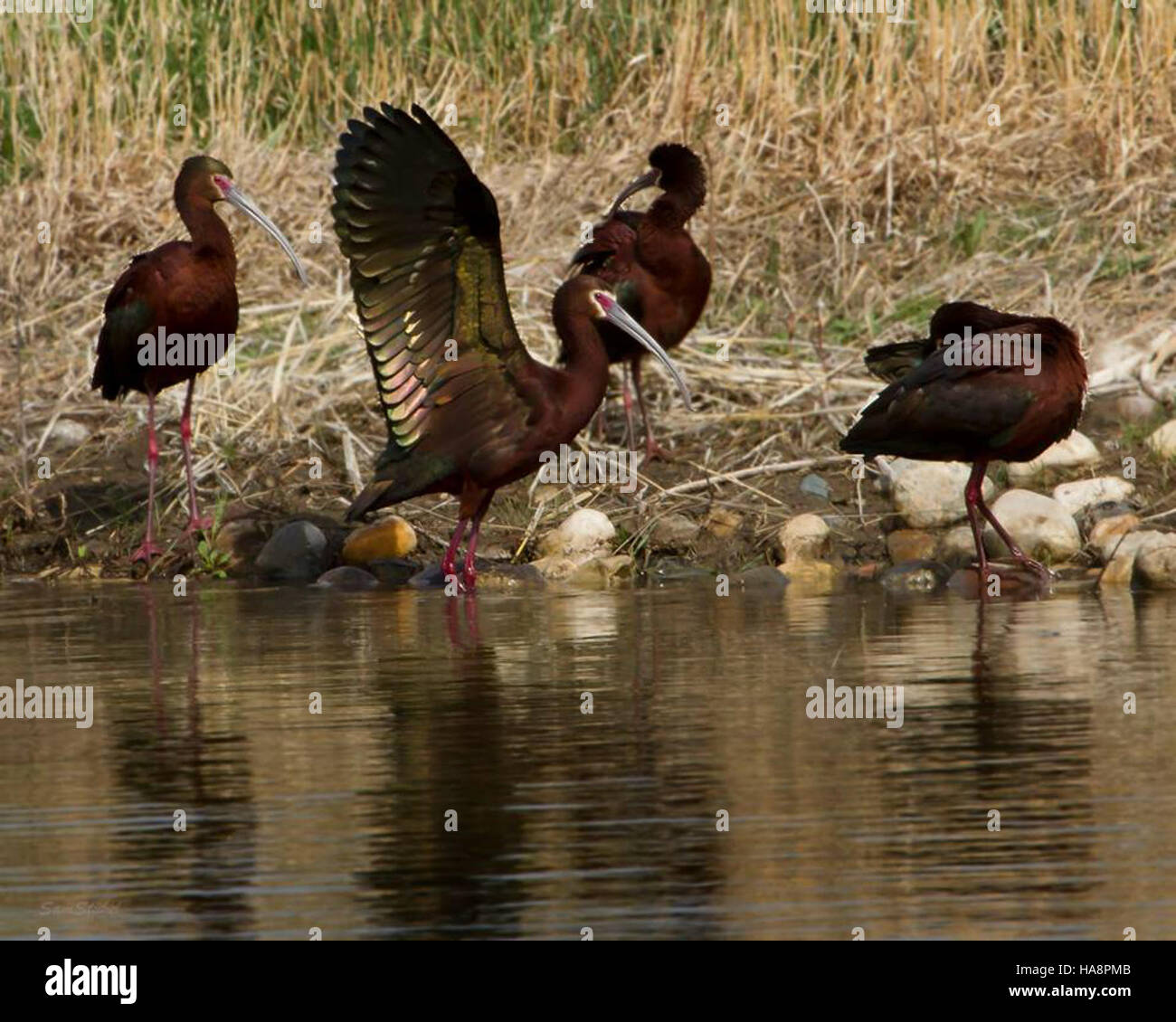An ibis is photographed in a national park, showcasing the bird’s ...