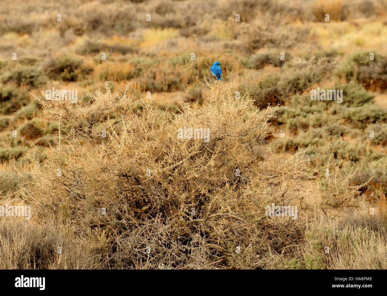 A Mountain Bluebird perches at Seedskadee National Wildlife Refuge ...