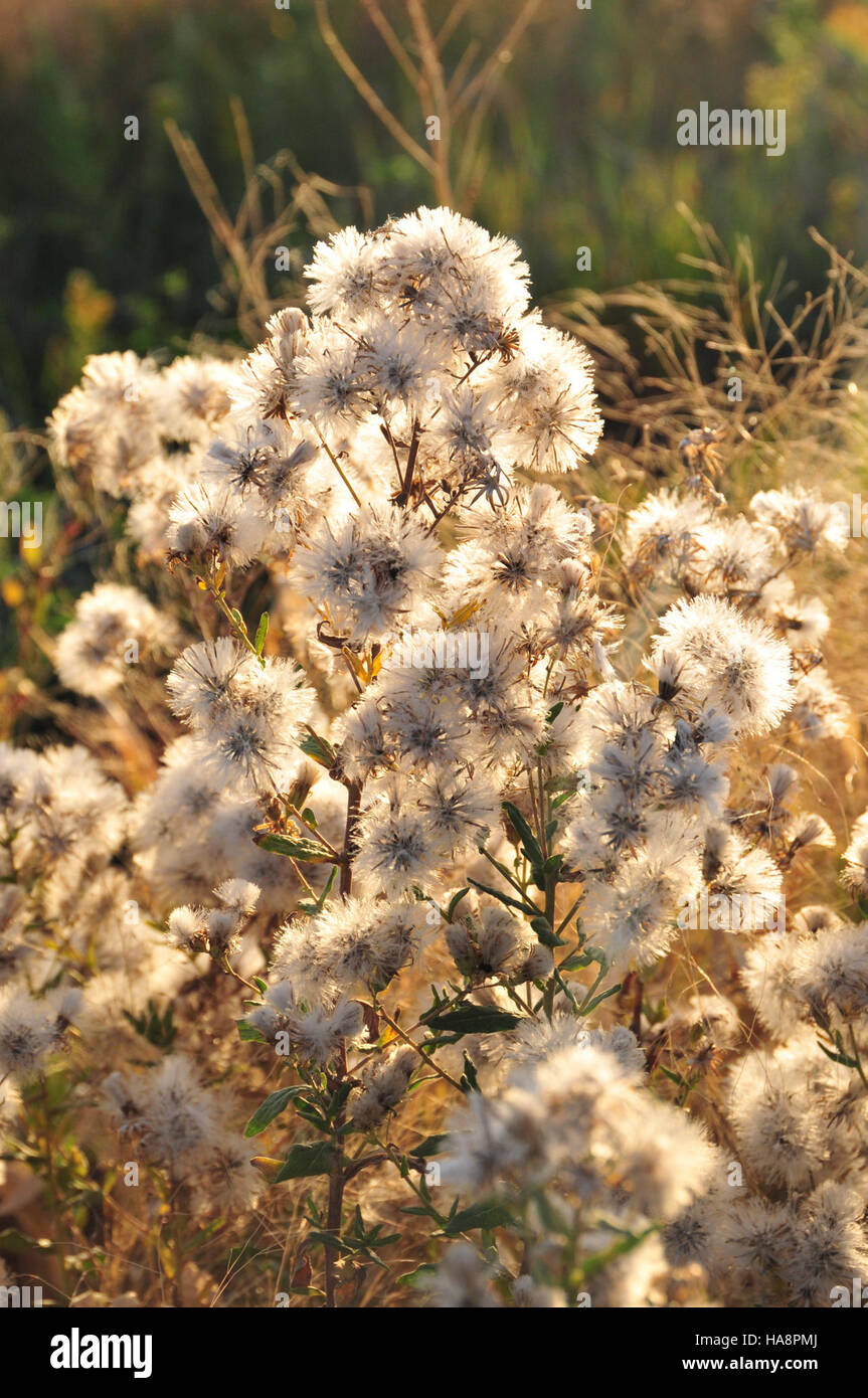 False boneset hi-res stock photography and images - Alamy