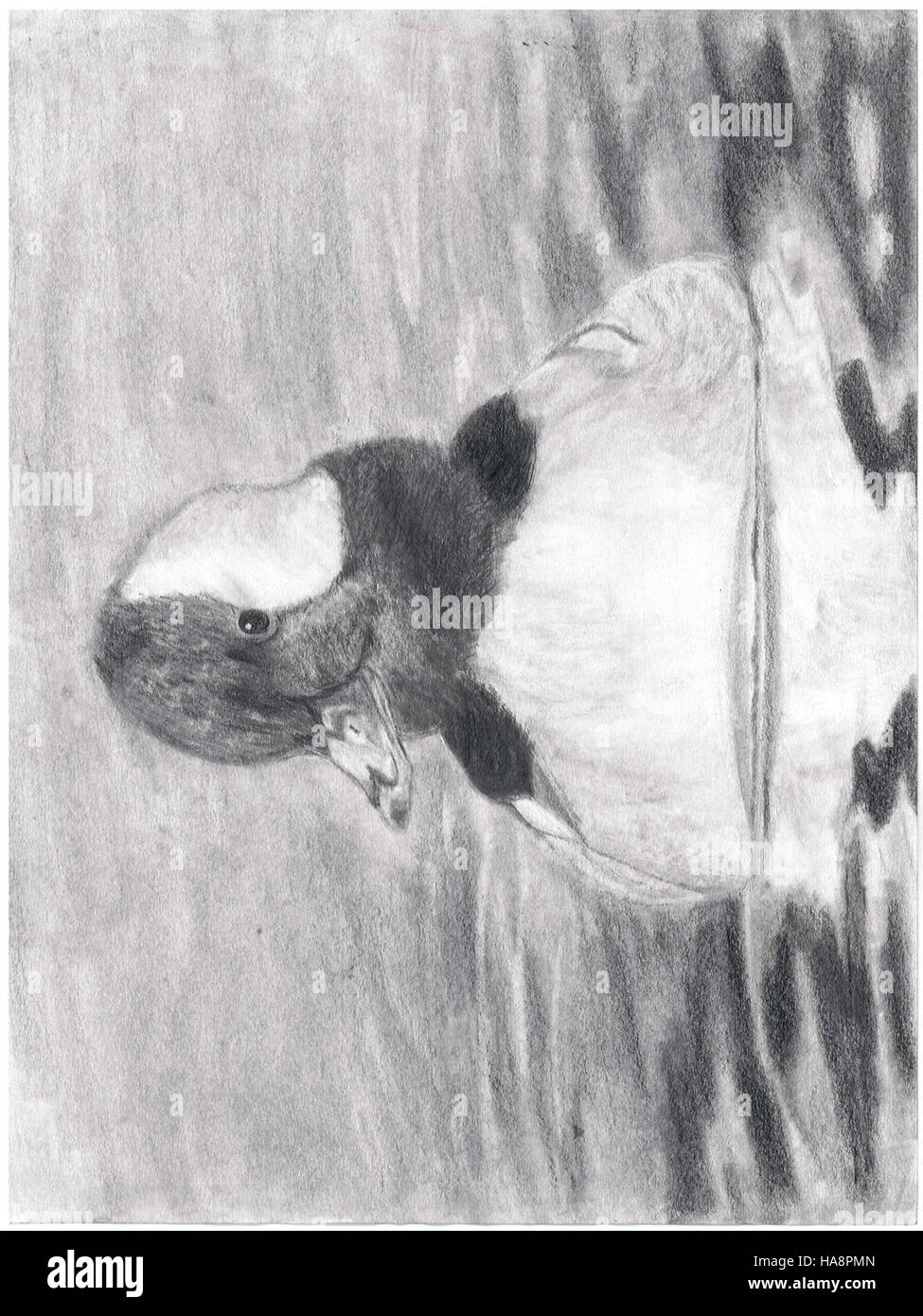 The 2014 Junior Duck Stamp Contest is a youth program sponsored by the ...