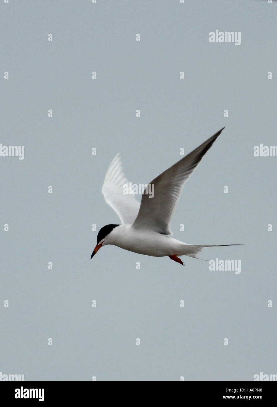 The Common Tern, a migratory bird species, is seen in a national park ...