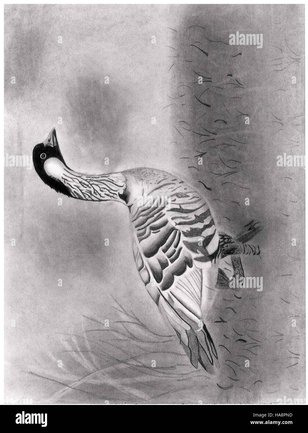 The Jr. Duck Stamp Contest encourages youth to engage with wildlife ...