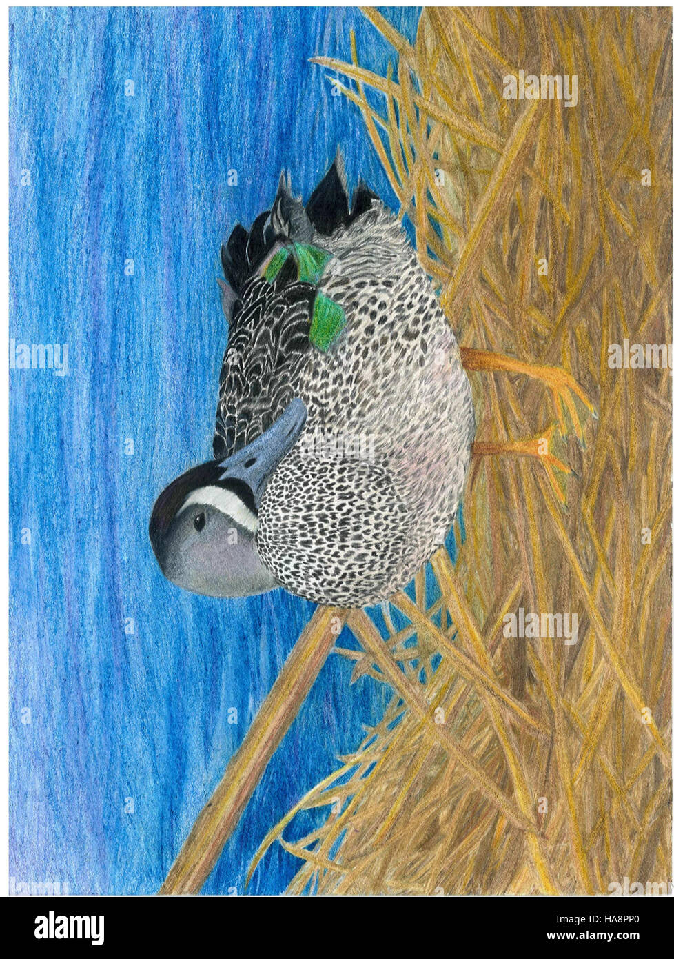 The Jr. Duck Stamp Contest invites students to showcase their artistic ...