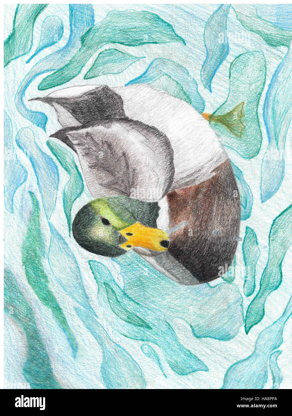 The 2014 Jr. Duck Stamp Contest highlights the artistic talents of ...