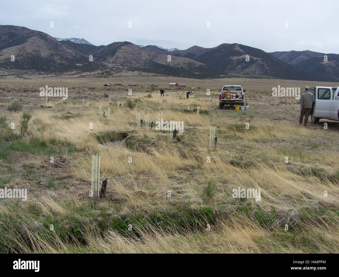 This image showcases a native shrub planting initiative at a national ...
