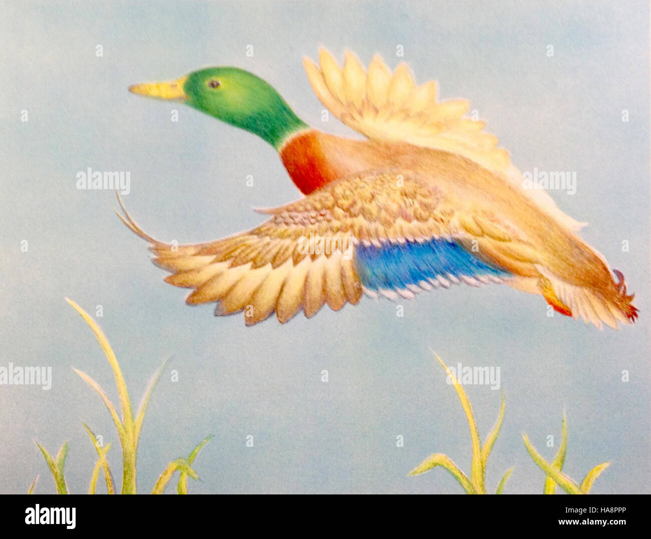 The 2014 Best of Show Junior Duck Stamp celebrates young artists ...