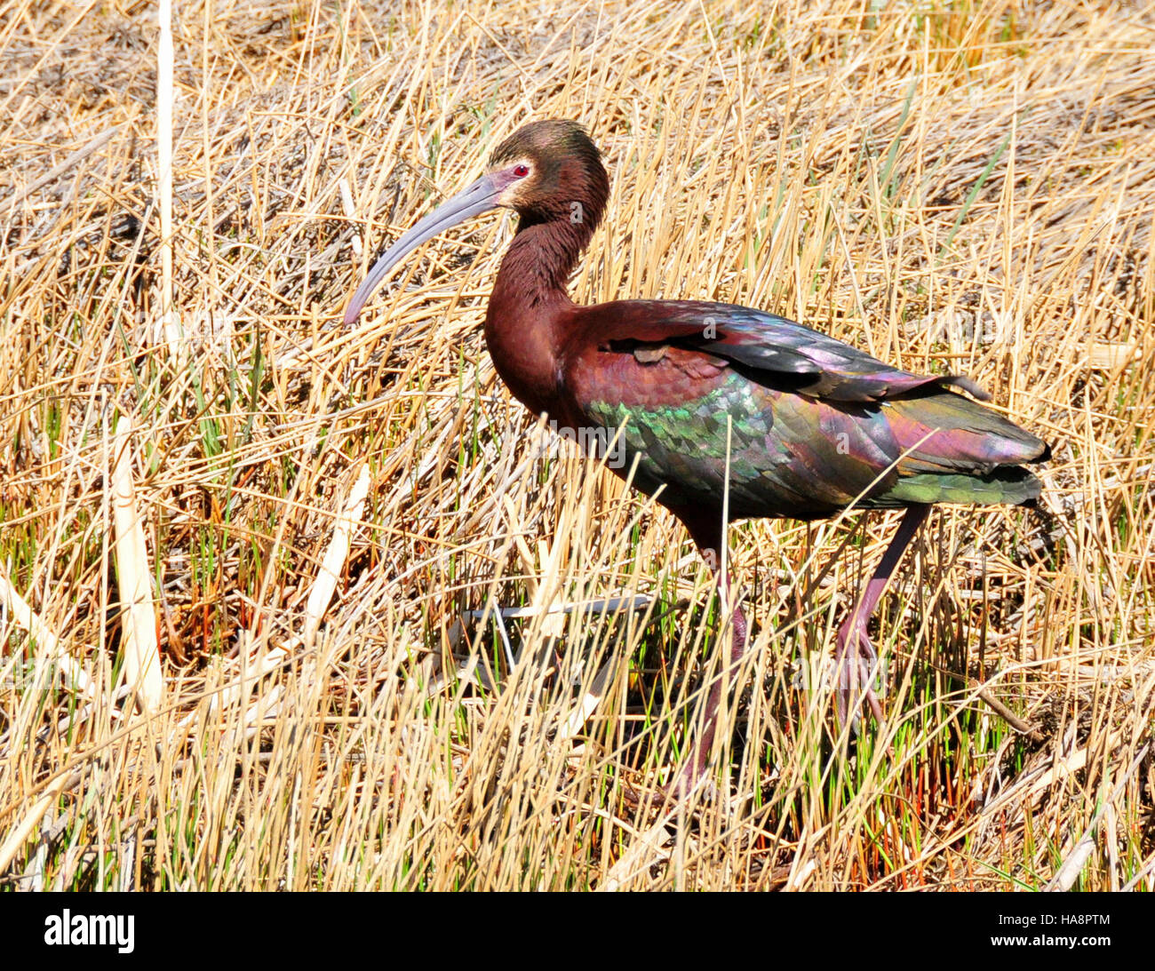 The White-faced Ibis is a migratory bird found in wetlands, and ...