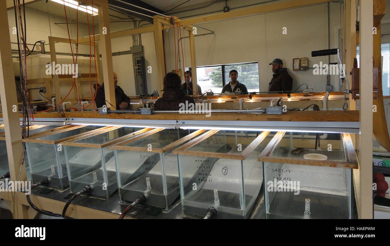 Saratoga National Fish Hatchery focuses on breeding fish species for ...