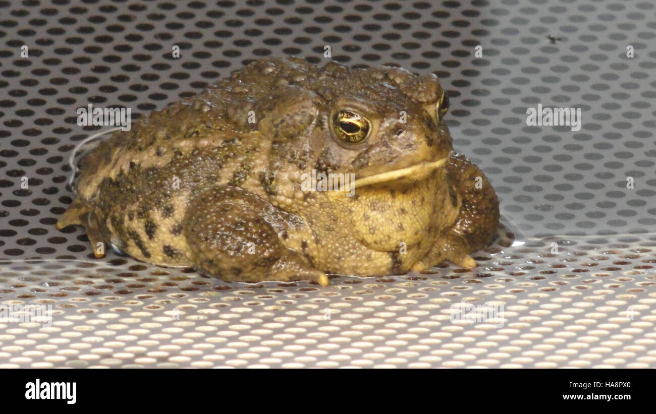 usfwsmtnprairie 14076722895 Visiting Saratoga National Fish Hatchery ...