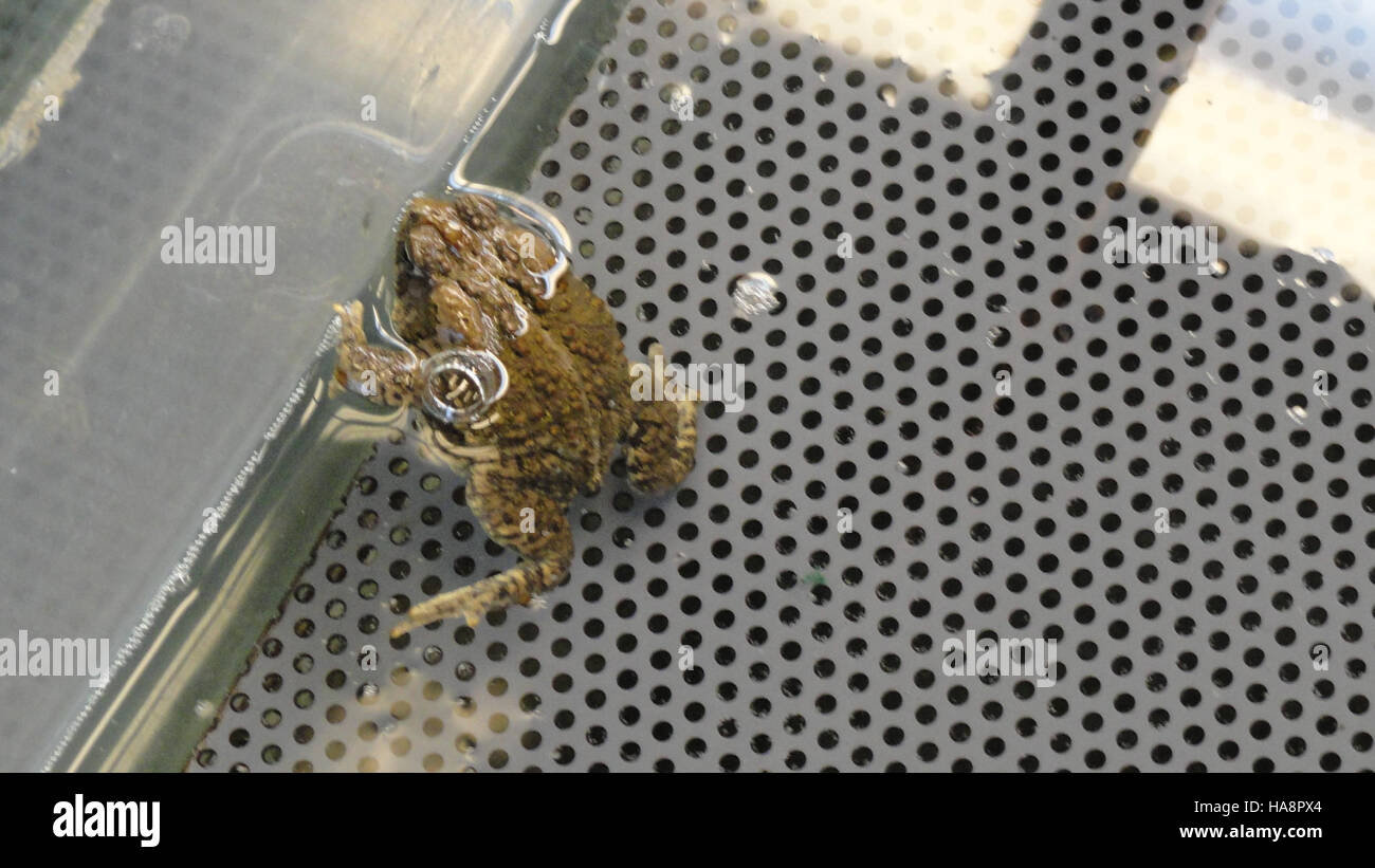 Saratoga fish hi-res stock photography and images - Alamy